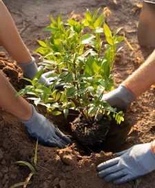 Tree Planting Workshop